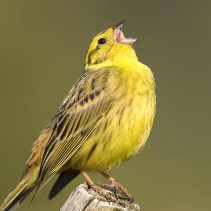 Yellowhammer | Avondlog